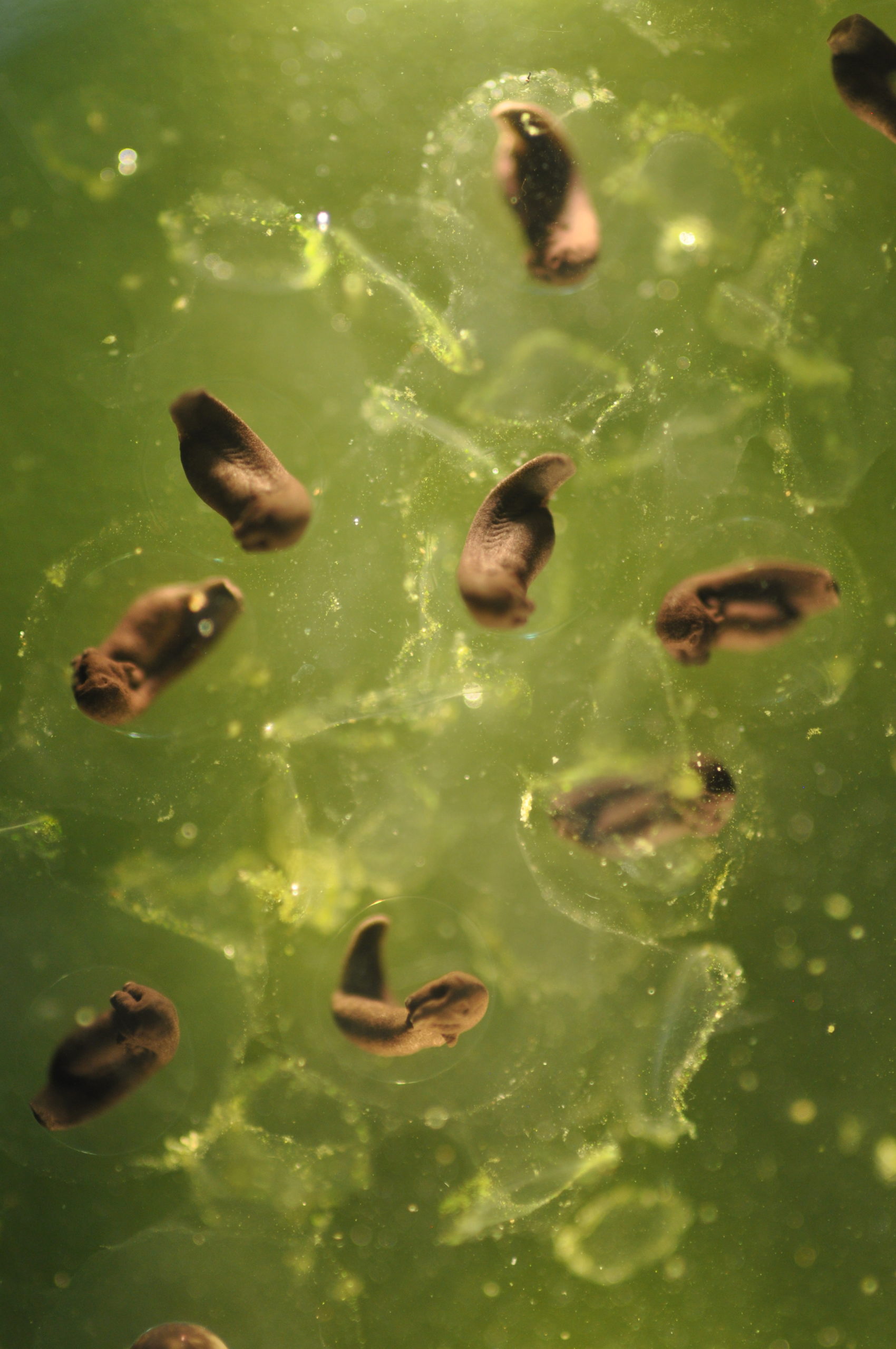 Frog spawn pictures – Tadpoles