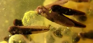 Frog Facts – Tadpoles