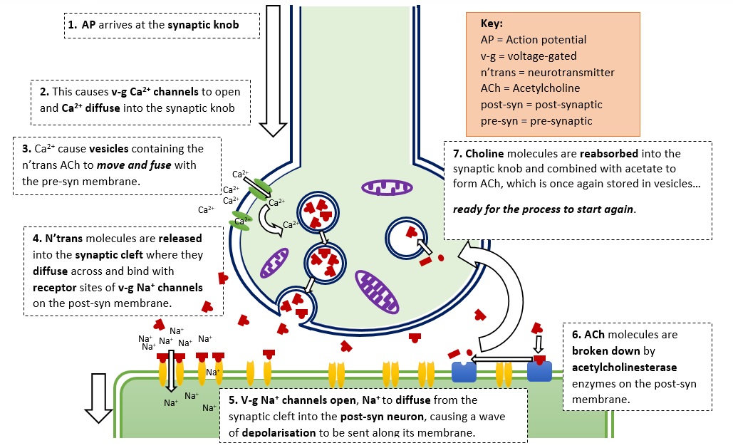 Synapses – Tadpoles