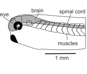 Simple Reflexes – Tadpoles