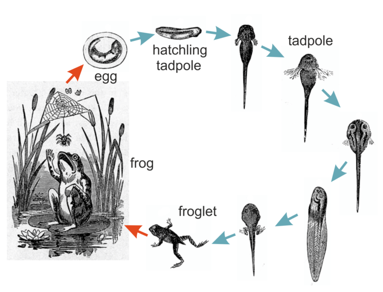 Life Cycles – Tadpoles