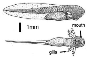 Life Cycles – Tadpoles