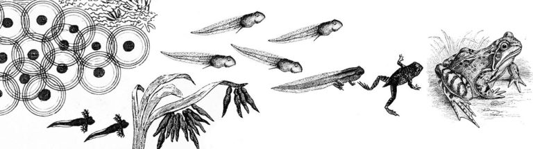 Life Cycles – Tadpoles