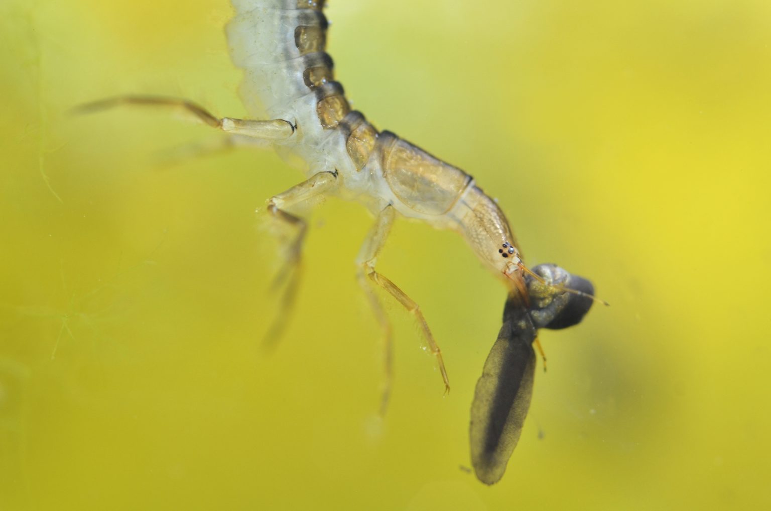 Tadpole Predators – Tadpoles