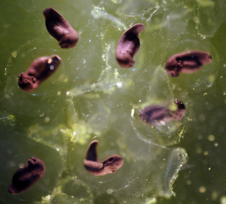 Tadpoles – Tadpoles