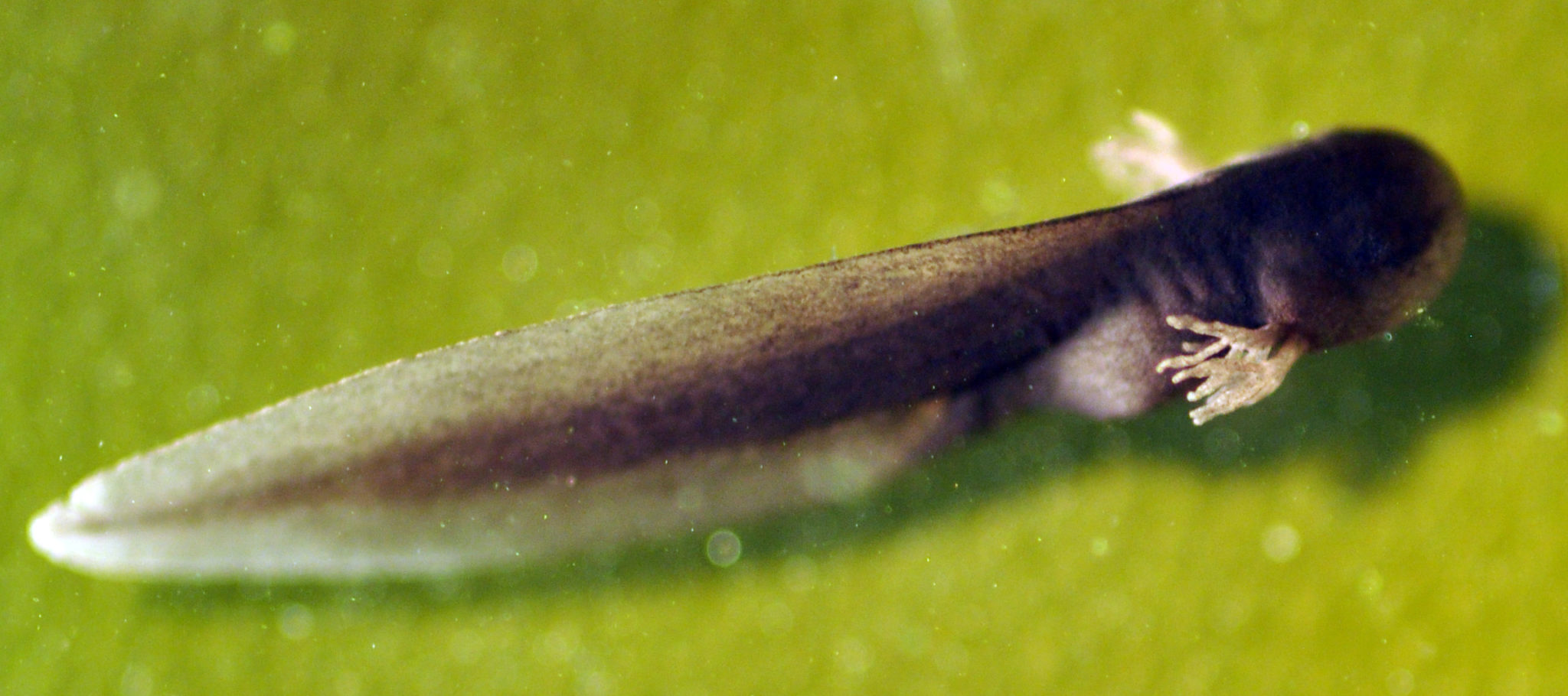 Metamorphosis From Tadpole to Frog – Tadpoles