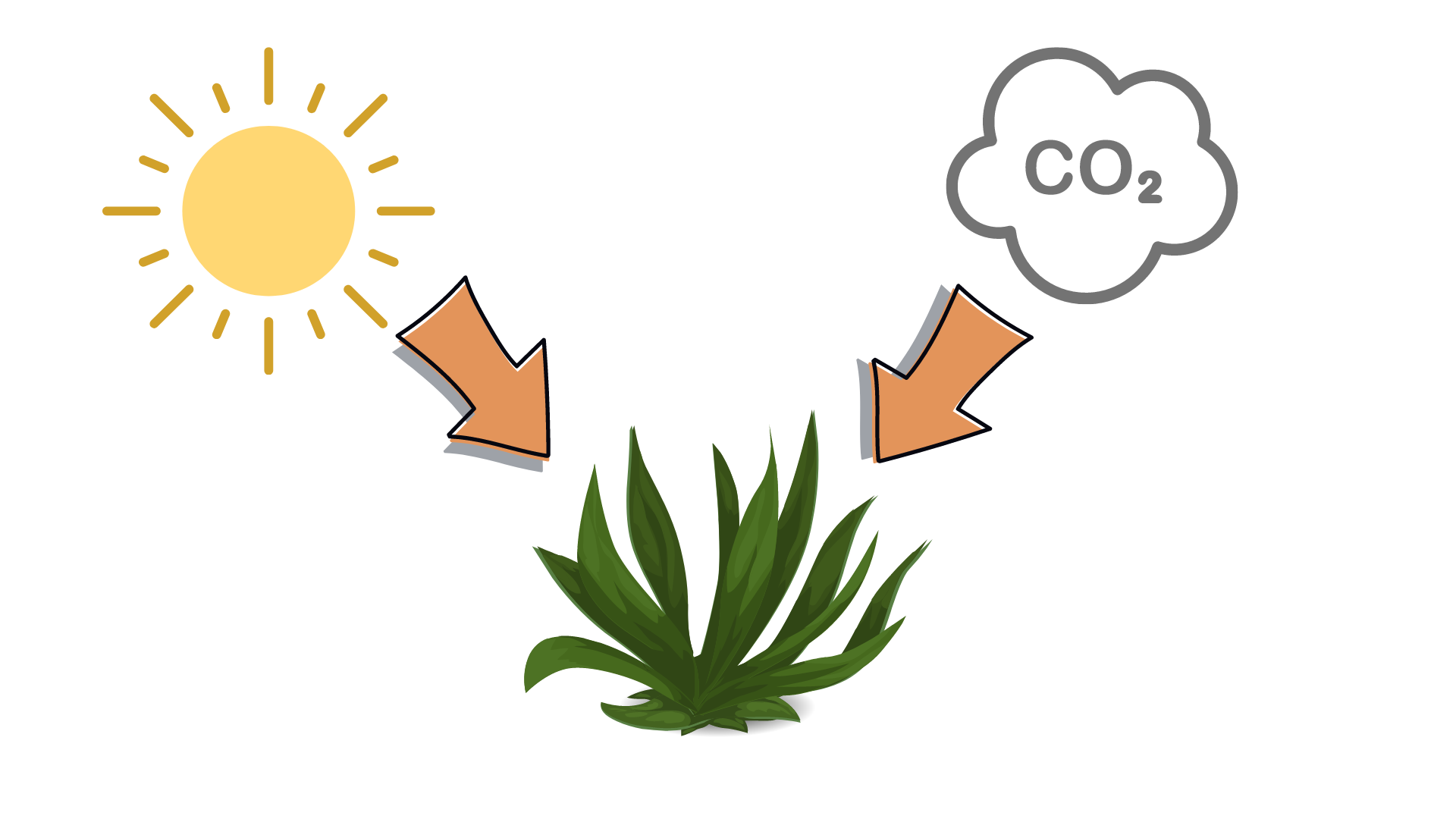 Food Chains – Tadpoles