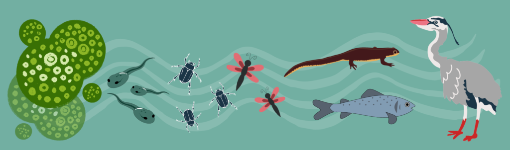 Food Chains – Tadpoles