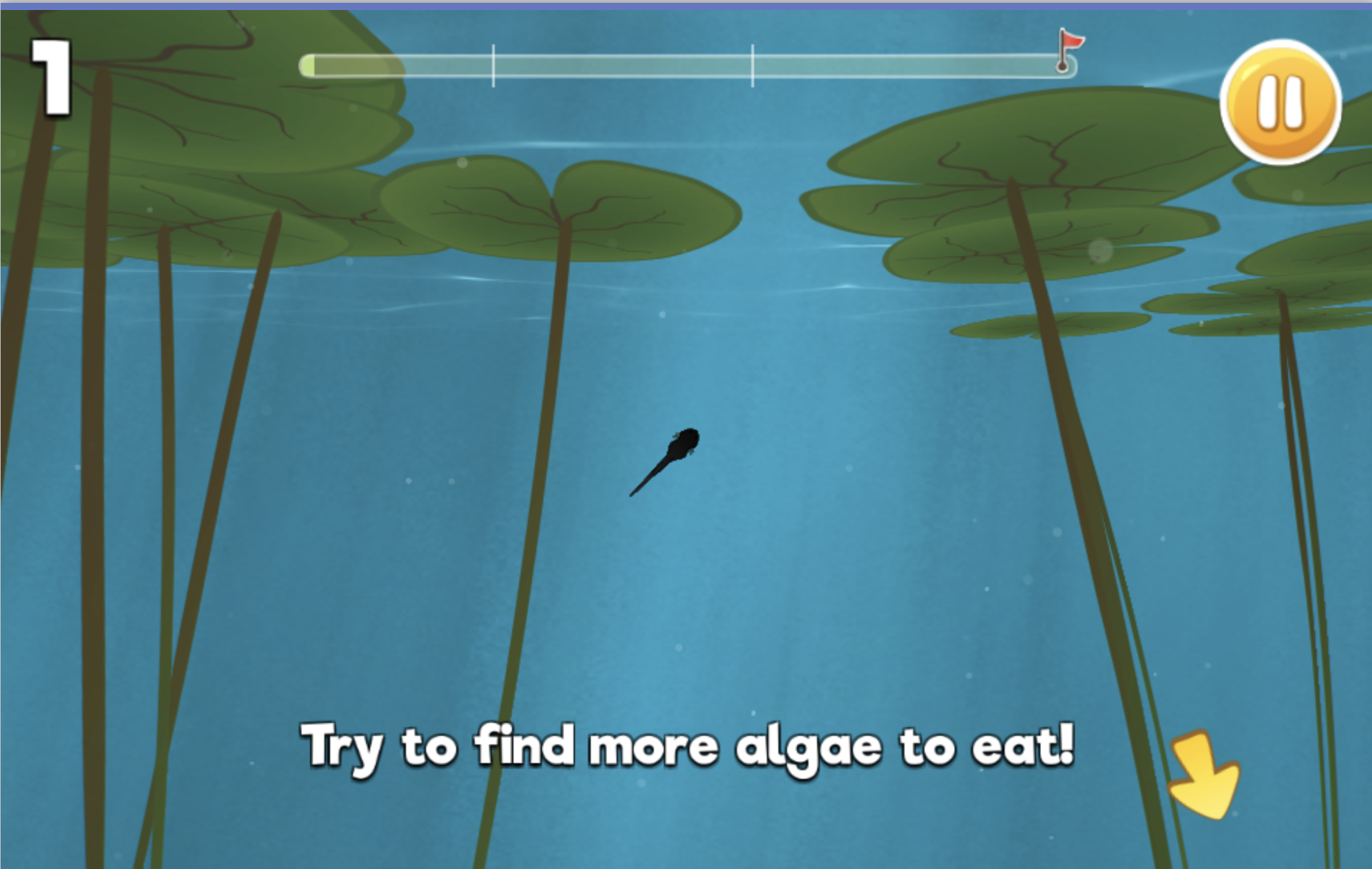 Games – Tadpoles