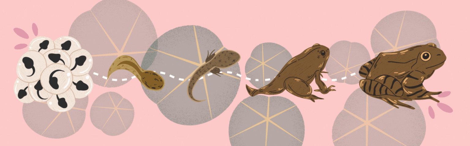 Life Cycles – Tadpoles