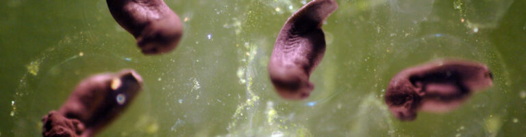 Tadpole Laboratory – Tadpoles